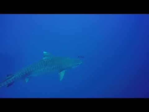 TIGER HUNTS DIVE BUDDY