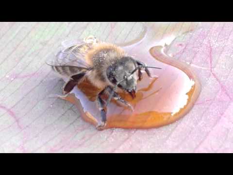 How to help exhausted bees & bumblebees – Beehappy