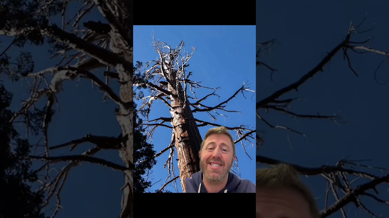 Why are there redwood trees in L.A.?