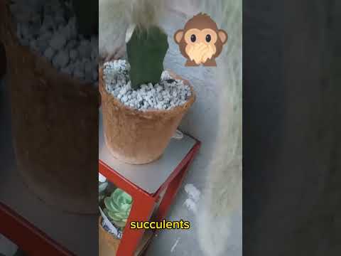 amazing monkey tail succulents 😍#monkey #succulents