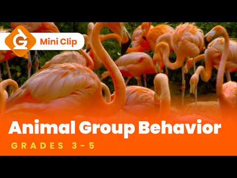Animal Group Behavior for Kids | Grades 3-5 Science Lesson | Mini Clip