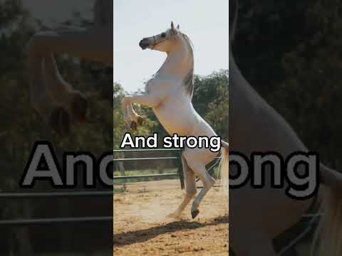something is CLEARLY wrong about Arabians! #horses #riding #arabians