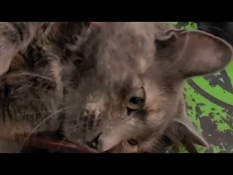 airplane causes my cat to hiccup loud 🤣