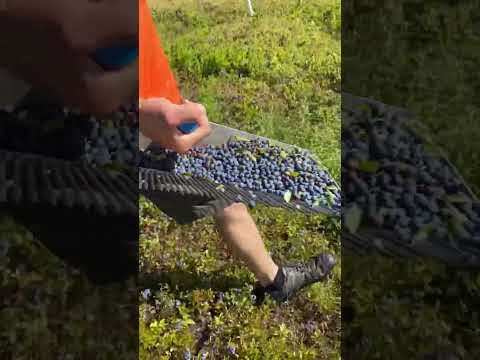 Hand raking our certified organic wild Maine blueberries!