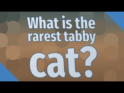 What is the rarest tabby cat?