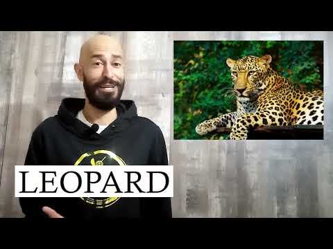How to pronounce "Leopard"