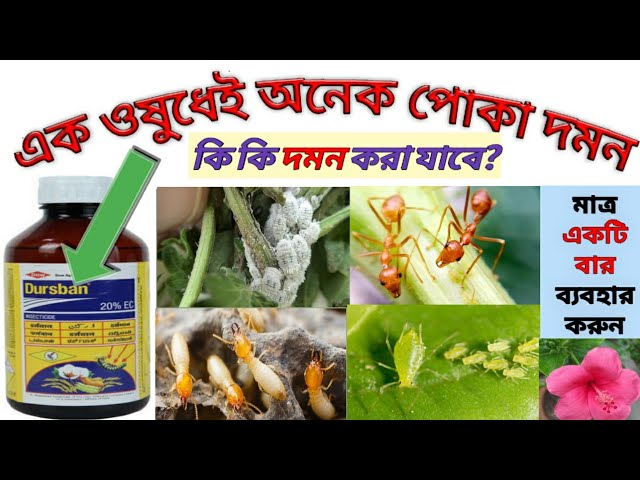 Agriculture Insecticide - Benevia FMC Insecticide Wholesale Distributor ...