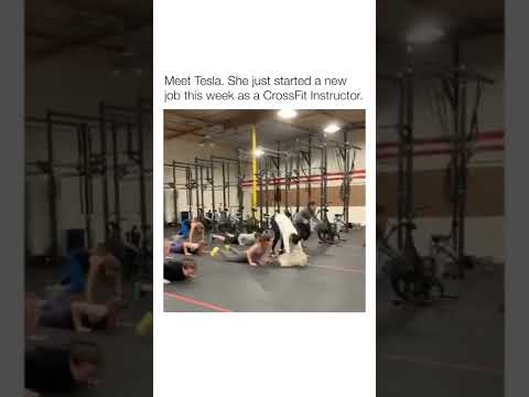 Dog the CrossFit Instructor š | #shorts
