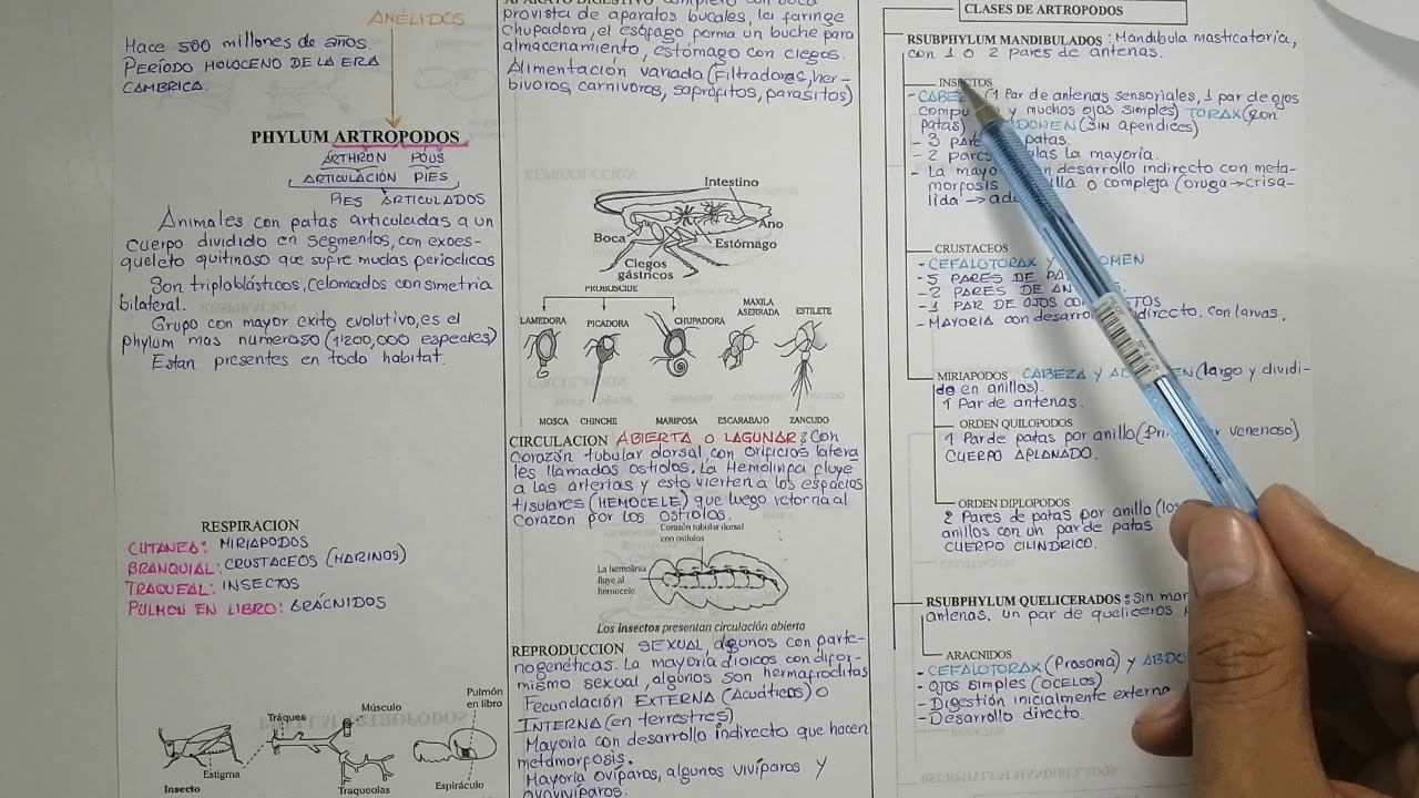 PHYLUM ARTRÓPODOS