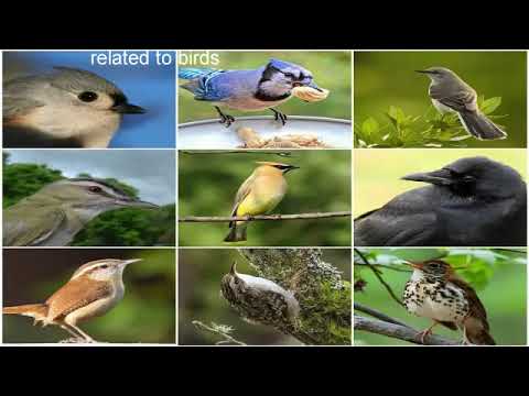 avian meaning | Vocabulary for Kids | Children's Dictionary | Learn English Vocabulary