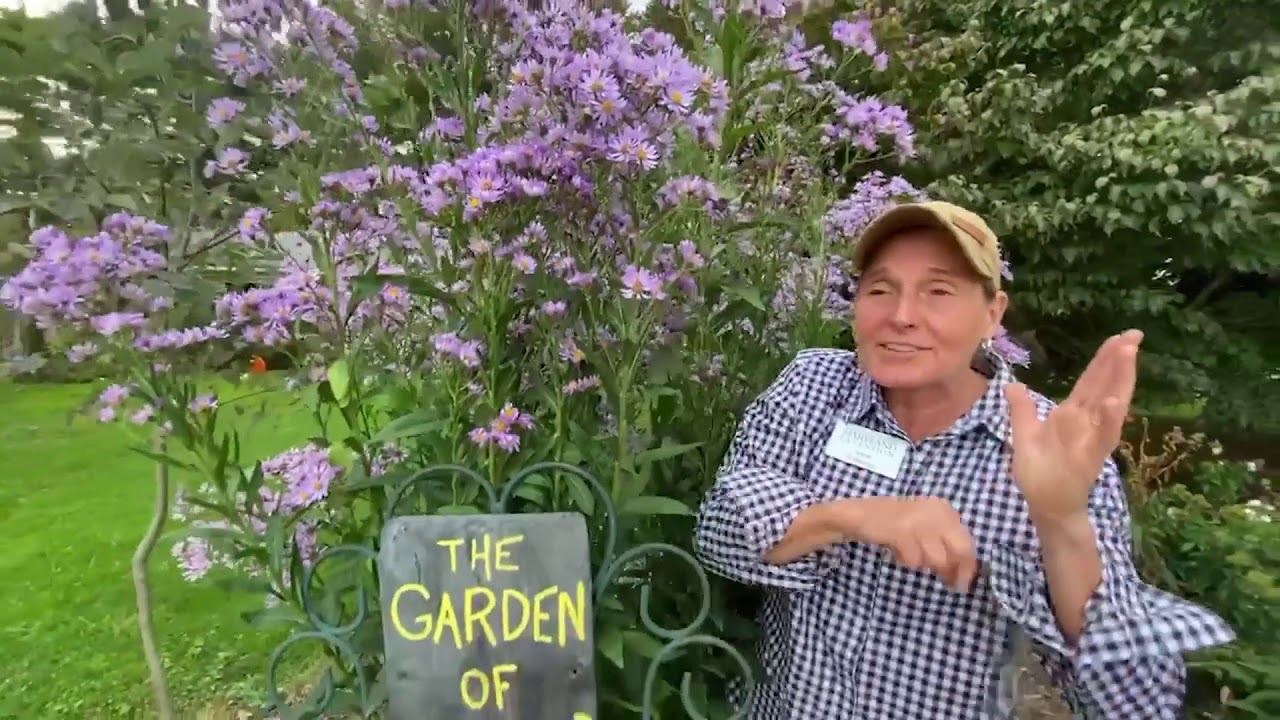 Aster tartaricus: Tartarian Aster