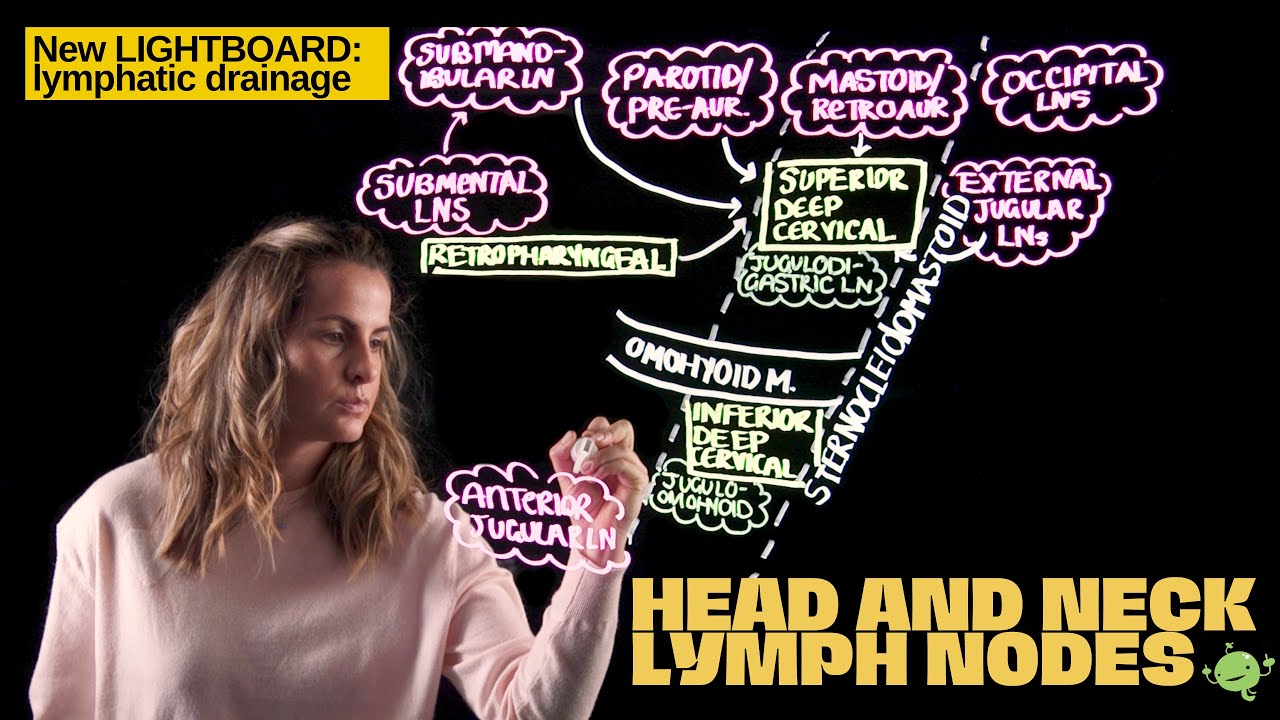 Lymph Node Groups and Drainage of the Head and Neck