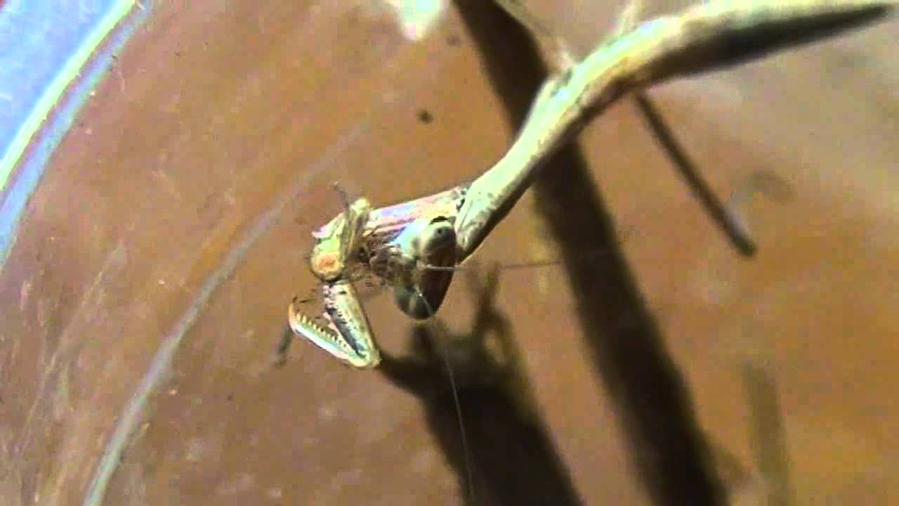 Praying Mantis Eats a Fruit fly (HD)