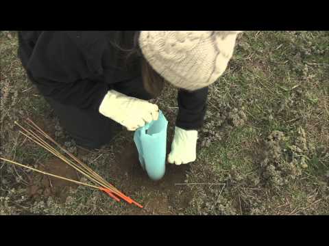 Habitat Restoration for Kangaroo Rats
