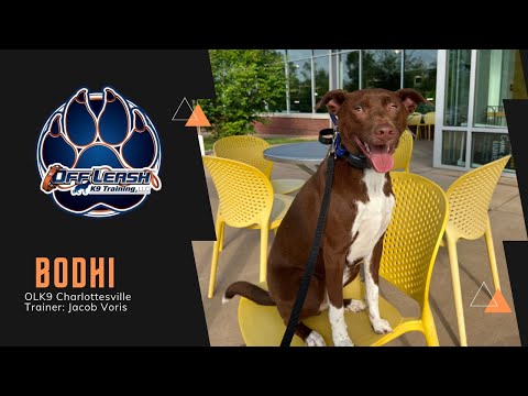 3 Y/O Aussie Mix “Bodhi” | Rambunctious Dog Obedience Overhaul