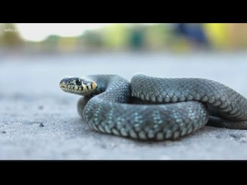 It's summer time and that means snakes