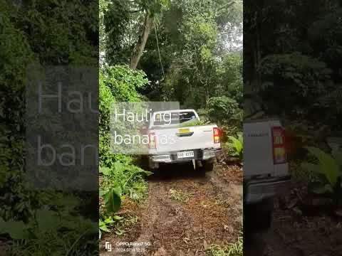 HILUX HAULING 2OO KG BANANAS