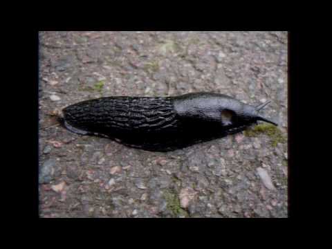 Alex Filippenko: An Entertaining Tour Of Our Awesome Universe – Hālau ...