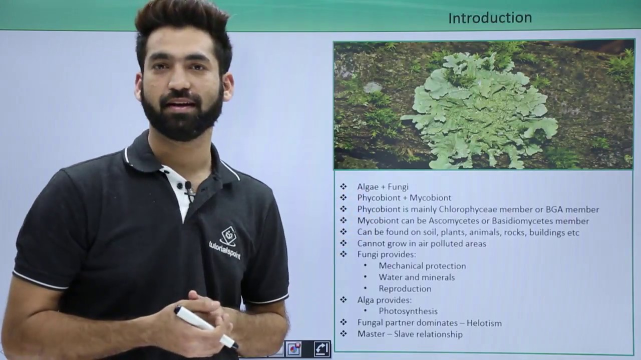 Class 11th – Lichens - Introduction | Biological Classification | Tutorials Point