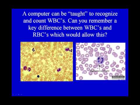 Interpretation of Total White Blood Cell Count and Differential