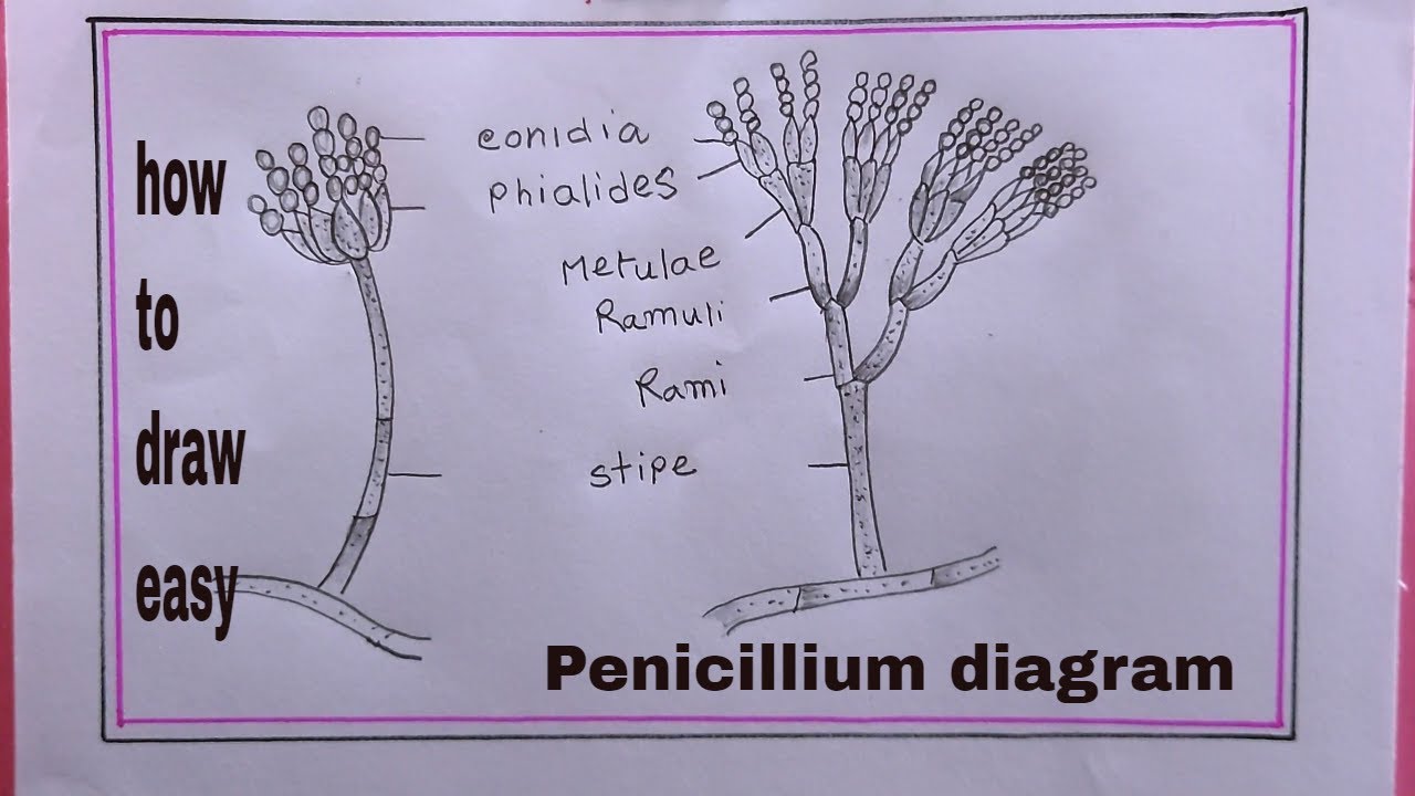 how to draw Penicillium easy/Penicillium diagram