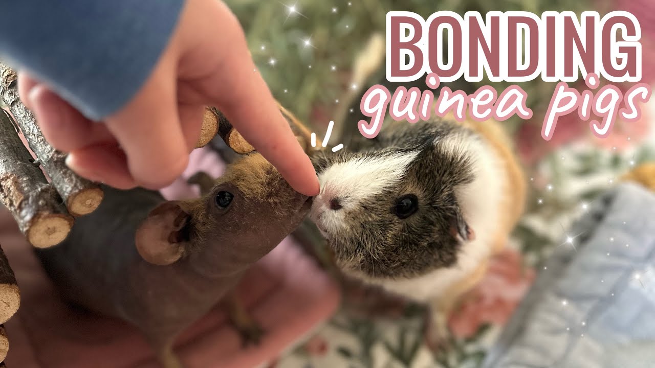 Bonding Guinea Pigs | What to Expect and How to Set Up the Bonding Pen