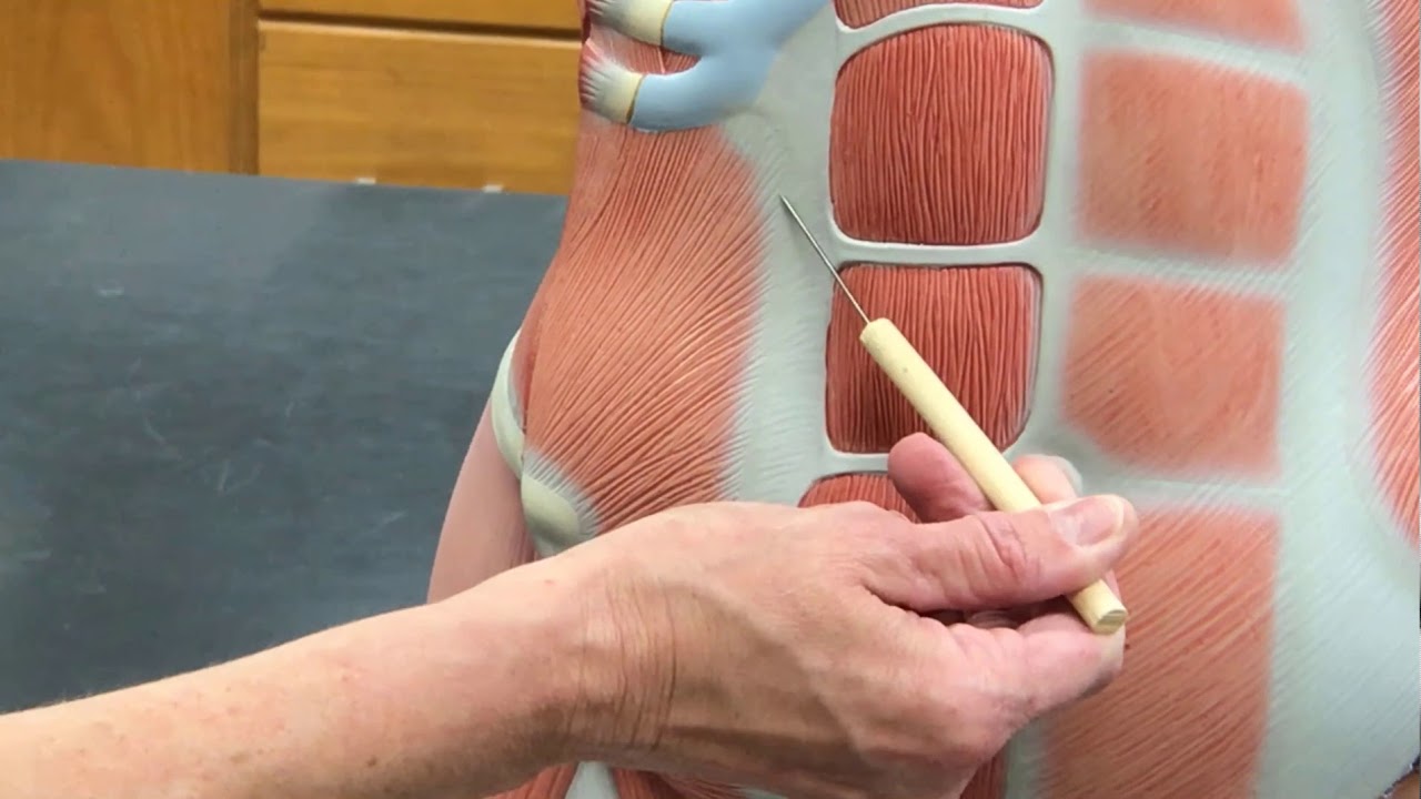 Abdominal Muscles