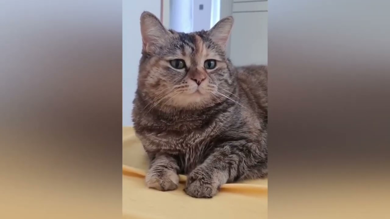 Sad Cat Meowing Again Original Meme Template