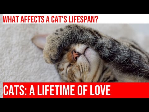 Unlocking the Secrets of a Cat's Longevity: Average Lifespan