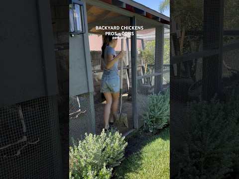 Dekalb White Chicken Breed: Origin, Description And Care - Rich- Farmer