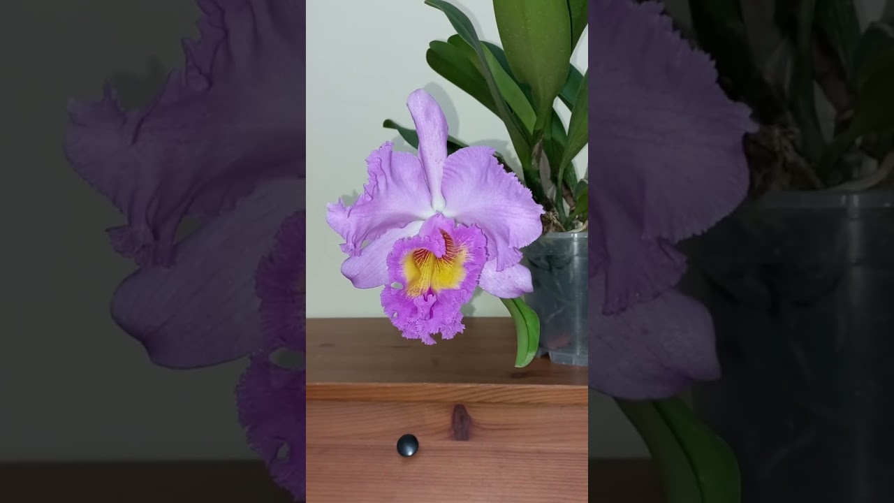 Ryncholaeliocattleya Mahina Yahiro (1986)