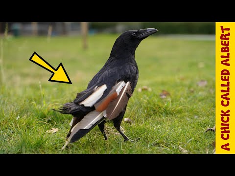 Kraa Crow Gets Wings – Candid Corvid Productions