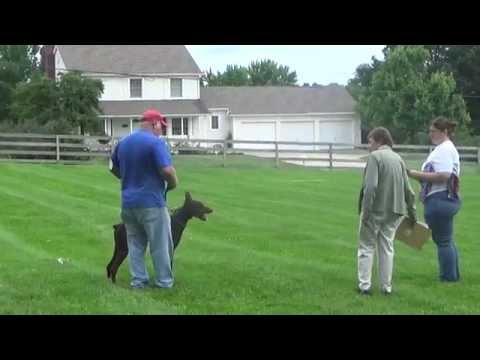 United Doberman Club Adult Temperament Test