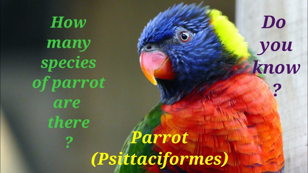Parakeet ..The Locquacio bird, तोता,parrot (Psittaciformes)