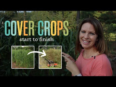 How to Plant a Fall Cover Crop Now for an Edible Harvest Next Season