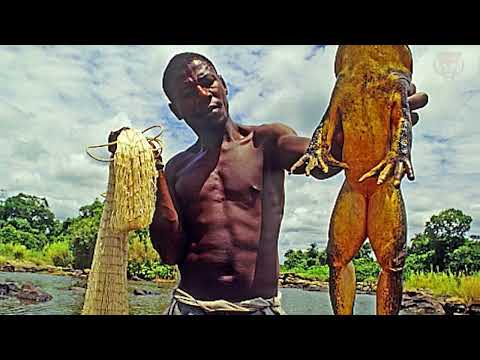 The Biggest Frog in The World