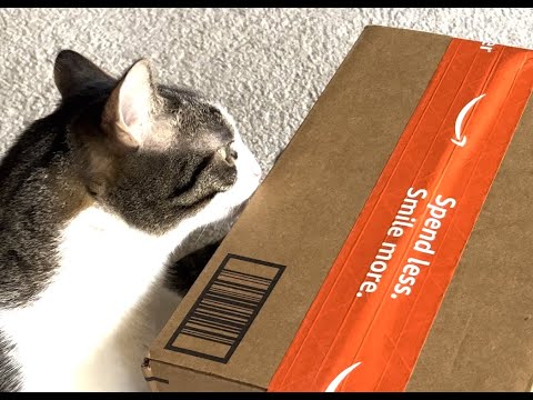 Bird feeder from Amazon Opening a package with a cat