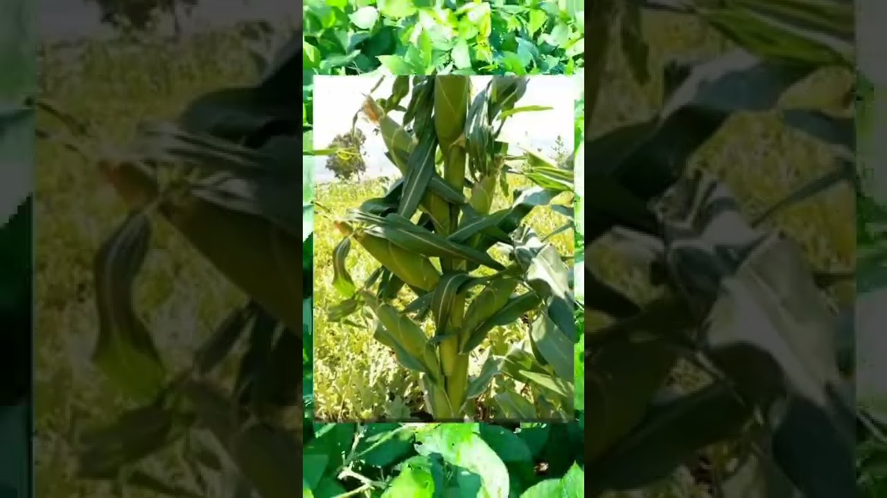 IS THIS REAL? HYBRID CORN #shorts #agriculture #agronomy