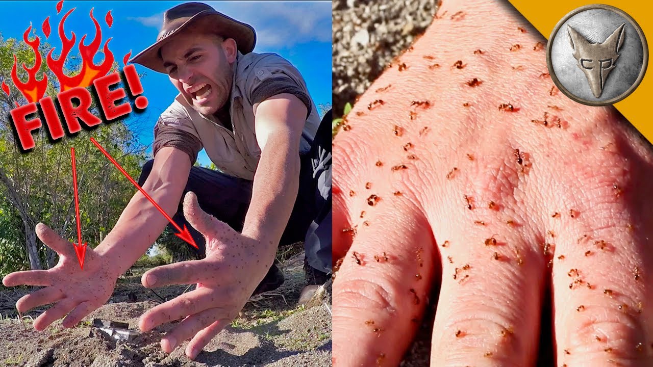 Brave Wilderness | FIRE ANT ATTACK!