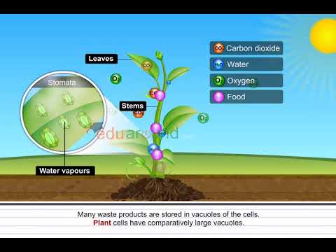 Excretion in Plants Video Lecture - Class 10