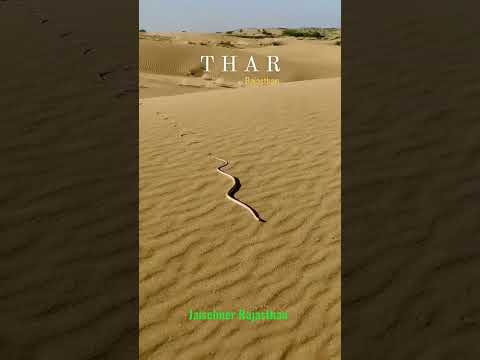 Thar desert life | Jaisalmer Rajasthan | #HelloShubhJourney #youtubeshort #shortvideo