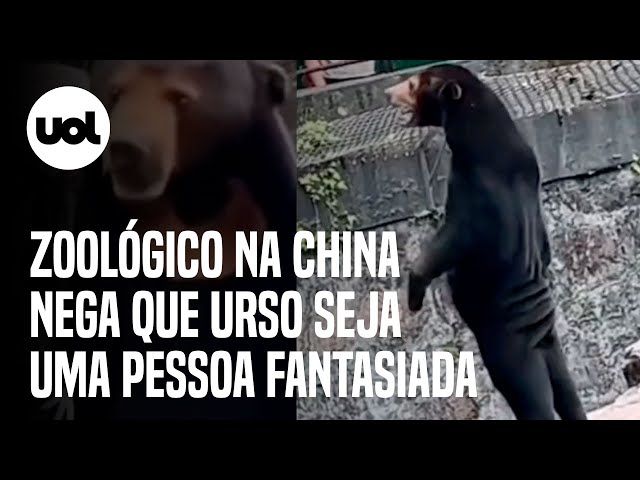Urso confundido com humano fantasiado come larva, não hiberna e é ameaçado