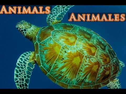 Animales: Animals