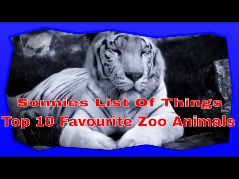 Top 10 Favourite Zoo Animals