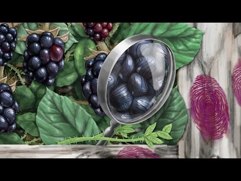 The World According to Bramble