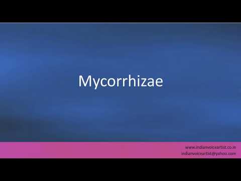 Pronunciation of the word(s) "Mycorrhizae".