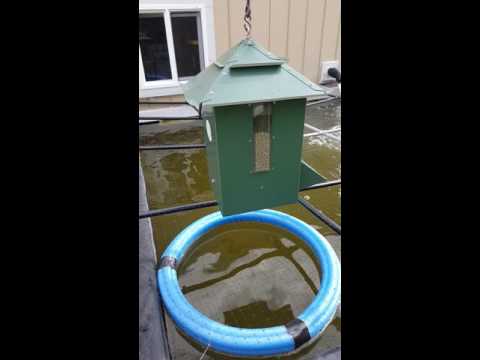 Koi Cafe automatic feeder