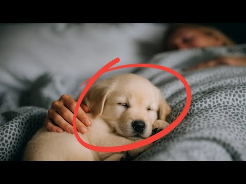 If You Sleep with Your Dog Every Night, Science Says THIS Happens!