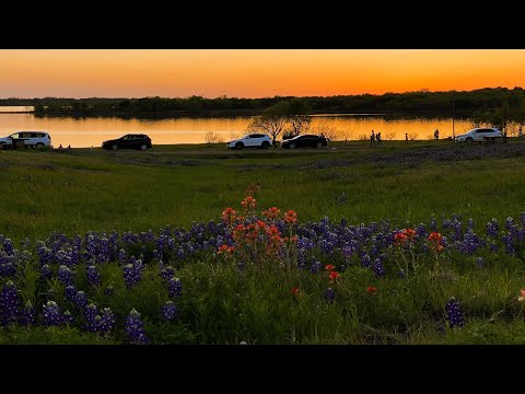 The best Bluebonnets spot in Ennis, Texas.