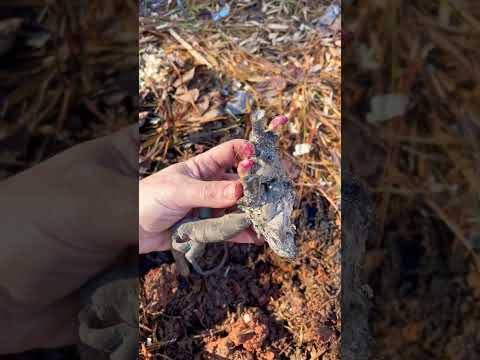 Quick Garden Tip: Peony Planting